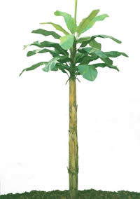 Banana Tree - Picture For Renders 2D BMP Graphics Graphics • Designs CAD