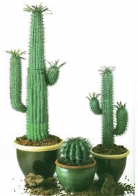 Cactus In Flowerpot - Picture For Renders 2D BMP Graphics Graphics ...