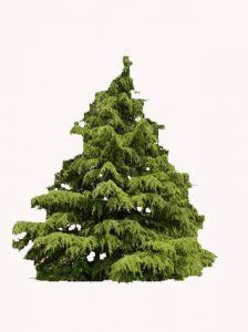 Conifer Tree 2D BMP Graphics Graphics • Designs CAD