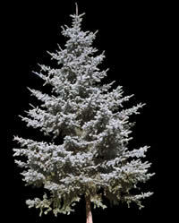 Spruce Tree 2D JPG Graphics • Designs CAD