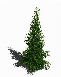 Coniferous Tree 3D DWG Model for AutoCAD • Designs CAD