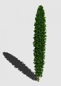 Coniferous Tree 3D DWG Model for AutoCAD • Designs CAD