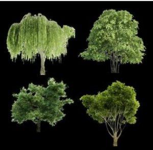Cut Out Trees Png UNK CAD Drawing • Designs CAD