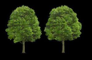 Cut Out Trees Png UNK CAD Drawing • Designs CAD