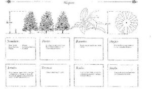 Data Sheets Tree 2D JPG Graphics Graphics • Designs CAD