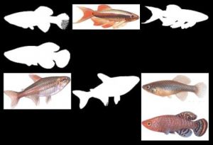 Fish with opacity • Designs CAD