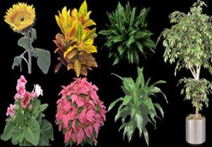 Flowers 2D BMP Graphics Graphics • Designs CAD