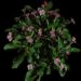 Flowers - Picture For Renders 2D BMP Graphics Graphics • Designs CAD