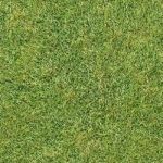 Grass - Lawn Texture 2D BMP Graphics Graphics • Designs CAD