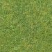 Grass - Lawn Texture 2D BMP Graphics Graphics • Designs CAD