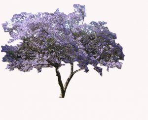 Jacaranda Tree 2D BMP Graphics Graphics • Designs CAD