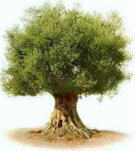 Olive Tree 2D BMP Block Graphics • Designs CAD