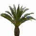Palm - Picture For Renders 2D BMP Graphics Graphics • Designs CAD