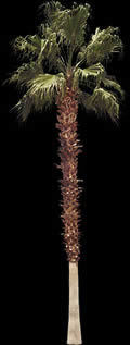 Palm – Tree – Picture For Renders 2D BMP Graphics Graphics • Designs CAD