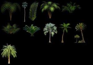 Palm Collection 2 Png 2D UNK Plan • Designs CAD