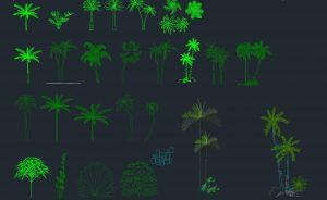 Palm Tree Cad Block 2D DWG Elevation for AutoCAD • Designs CAD