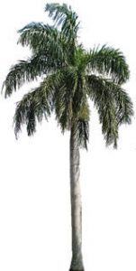 Palm Tree Render Picture 2D BMP Graphics Graphics • Designs CAD