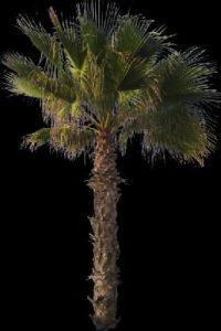 Palmera 2D BMP Graphics Graphics • Designs CAD