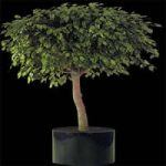 Plant - Picture For Renders 2D BMP Graphics Graphics • Designs CAD