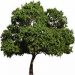 Renders Picture Tree 2D BMP Graphics Graphics • Designs CAD