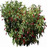 Renders Pictures Shrub 2D BMP Graphics Graphics • Designs CAD