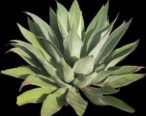 Shrub 2D BMP Graphics Graphics • Designs CAD