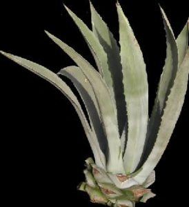 Shrub 2D BMP Graphics Graphics • Designs CAD