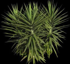 Shrub 2D BMP Graphics Graphics • Designs CAD