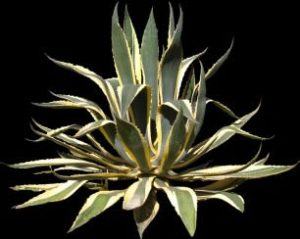 Shrub 2D BMP Graphics Graphics • Designs CAD