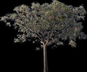 Tree 2D BMP Graphics Graphics • Designs CAD