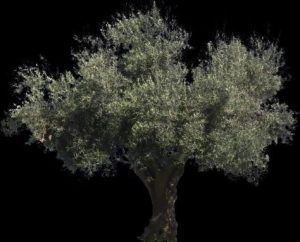 Tree 2D BMP Graphics Graphics • Designs CAD