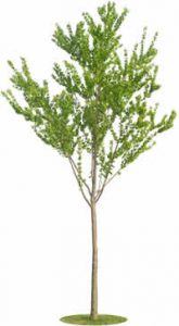 Tree 2D BMP Graphics Graphics • Designs CAD