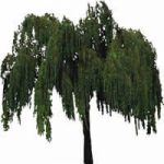 Tree 2D BMP Graphics Graphics • Designs CAD