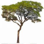 Tree 2D BMP Graphics Graphics • Designs CAD