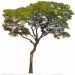 Tree 2D BMP Graphics Graphics • Designs CAD