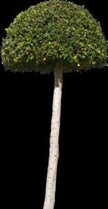 Tree 2D BMP Graphics Graphics • Designs CAD