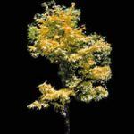 Tree 2D BMP Graphics Graphics • Designs CAD