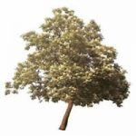 Tree 2D BMP Graphics Graphics • Designs CAD