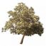 Tree 2D BMP Graphics Graphics • Designs CAD