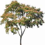 Tree 2D BMP Graphics Graphics • Designs CAD