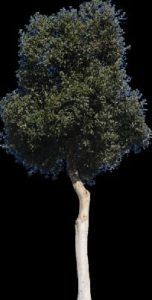 Tree 2D BMP Graphics Graphics • Designs CAD