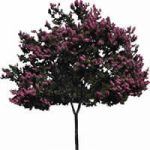 Tree 2D BMP Graphics Graphics • Designs CAD