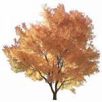 Tree 2D BMP Graphics Graphics • Designs CAD