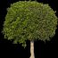 Tree 2D BMP Graphics Graphics • Designs CAD
