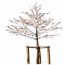Tree 2D BMP Graphics Graphics • Designs CAD
