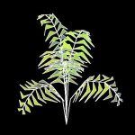Neem Plant 3D MAX Model for 3D Studio Max • Designs CAD
