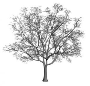 Tree 3D 3DS Model for 3D Studio Max • Designs CAD