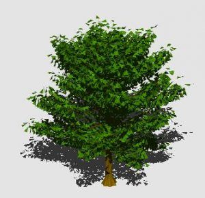Silver Birch Tree 3D DWG Model for AutoCAD • Designs CAD