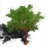 Pepper Tree 2D DWG Block for AutoCAD • Designs CAD