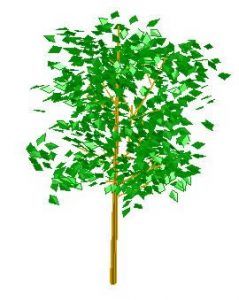 Maple Tree 3D DWG Model for AutoCAD • Designs CAD
